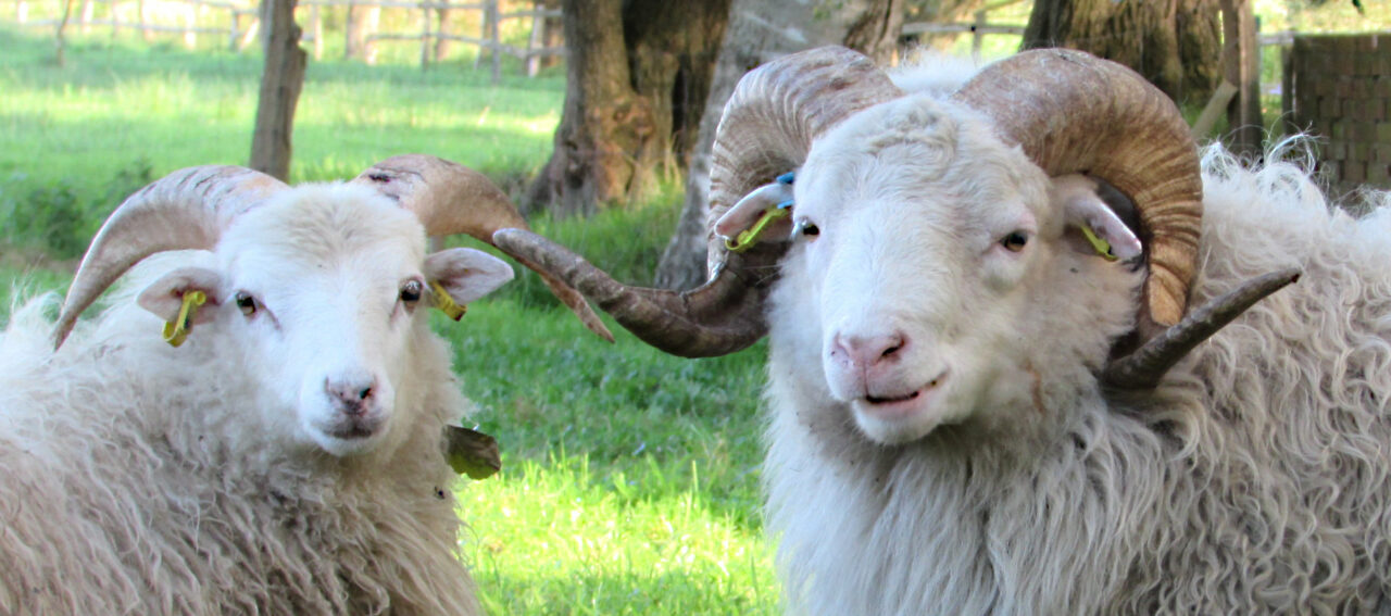 Skuddenhof Moordiek – ein Archehof in Schleswig-Holstein